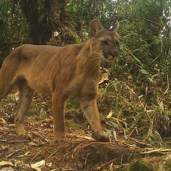 Series: Candid Animal Cam