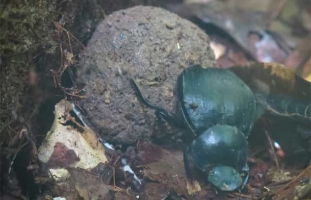 Extreme El Niño drought, fires contribute to Amazon insect collapse: Study