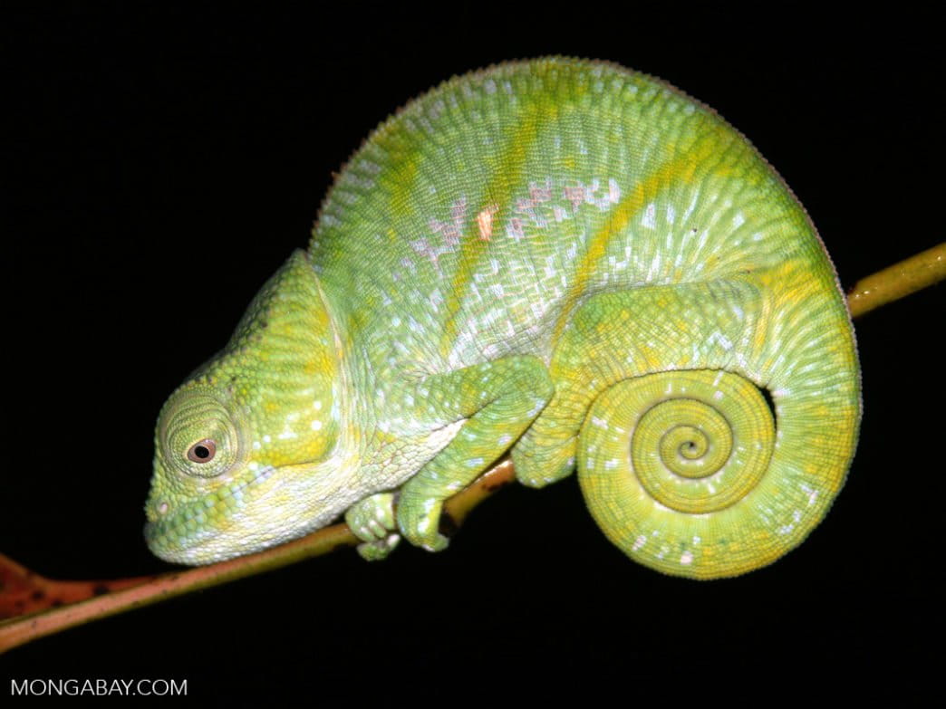 Three new species of chameleons emerge from centuries-old entanglement