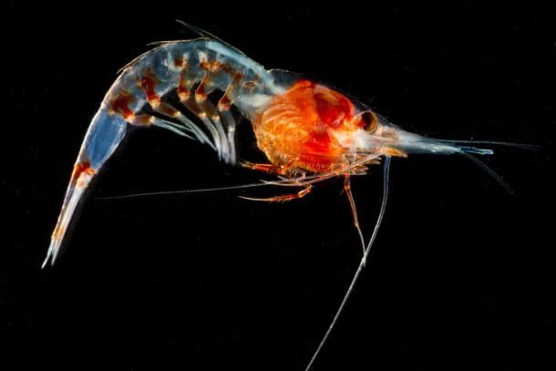 Conservation news on Bioluminescence