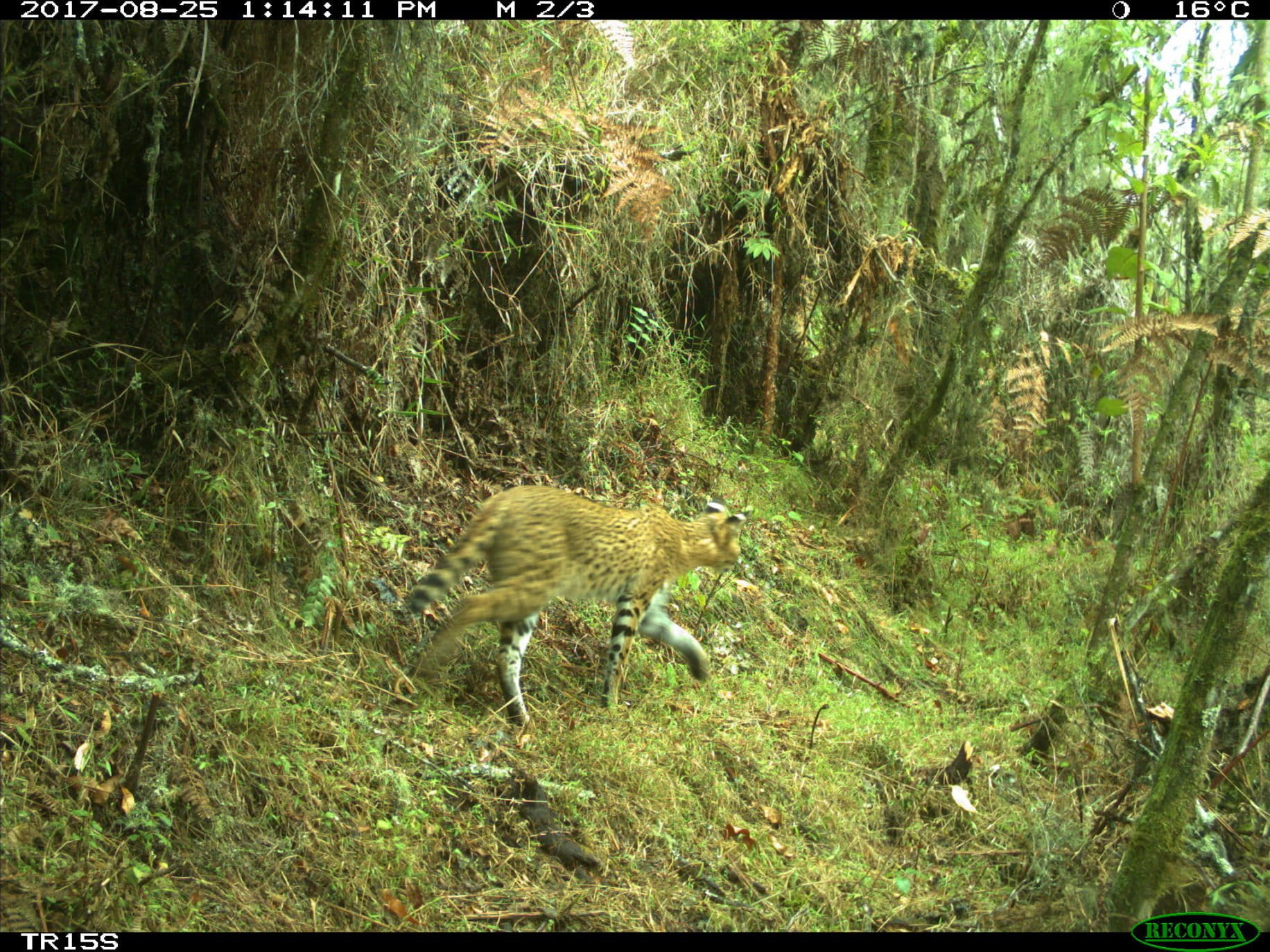 Camera traps in trees reveal a richness of species in Rwandan park