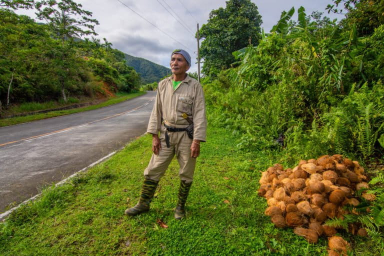 Coconut farmers in Southeast Asia struggle as palm oil muscles in on them