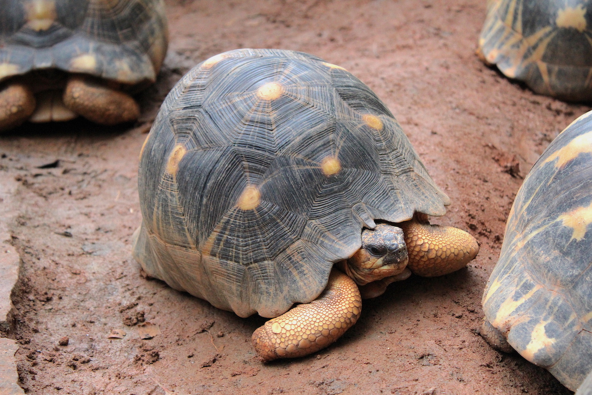 Series: Conservation in Madagascar