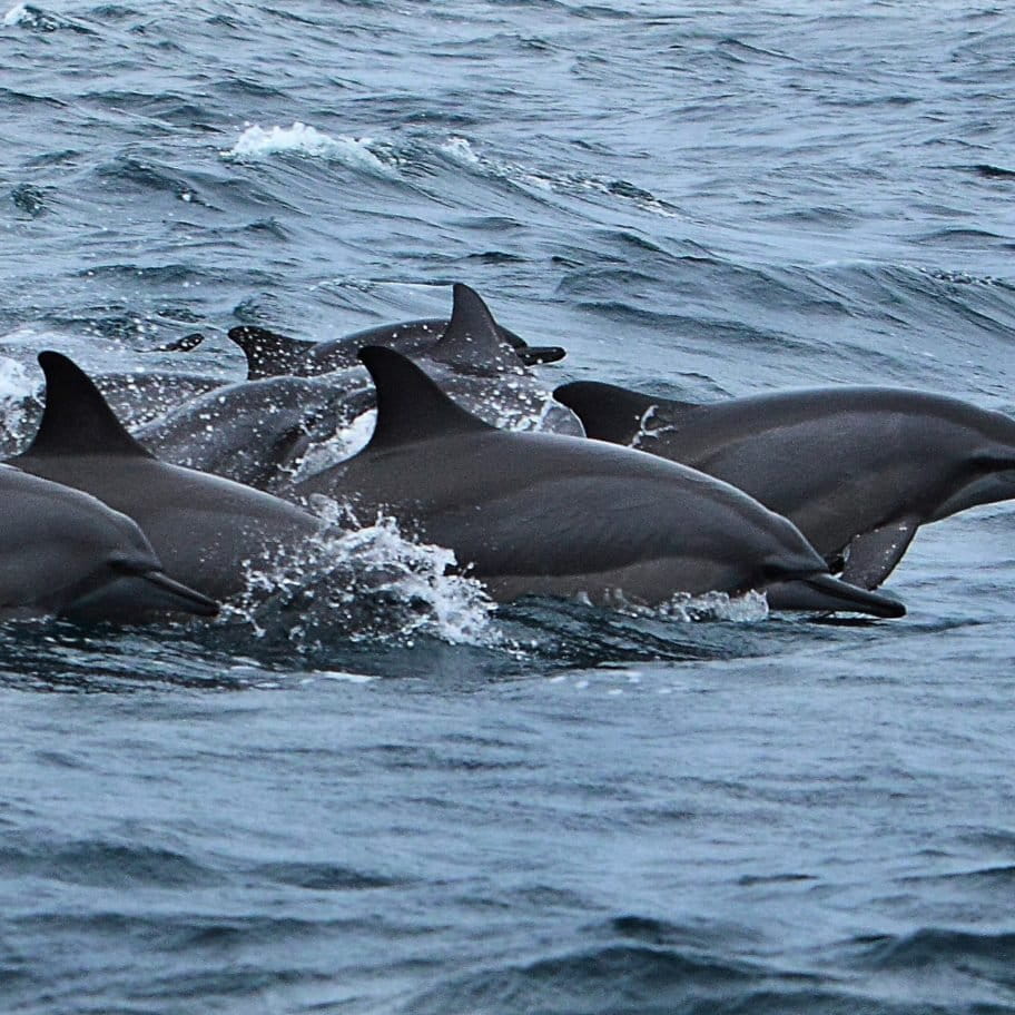 Malaka Rodrigo Archives - Page 4 of 4 - Conservation news