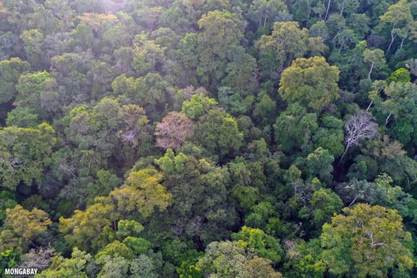 Bird's eye view: Drone photos of the Amazon rainforest (insider)