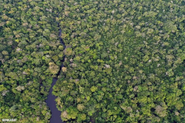 Bird's eye view: Drone photos of the Amazon rainforest (insider)