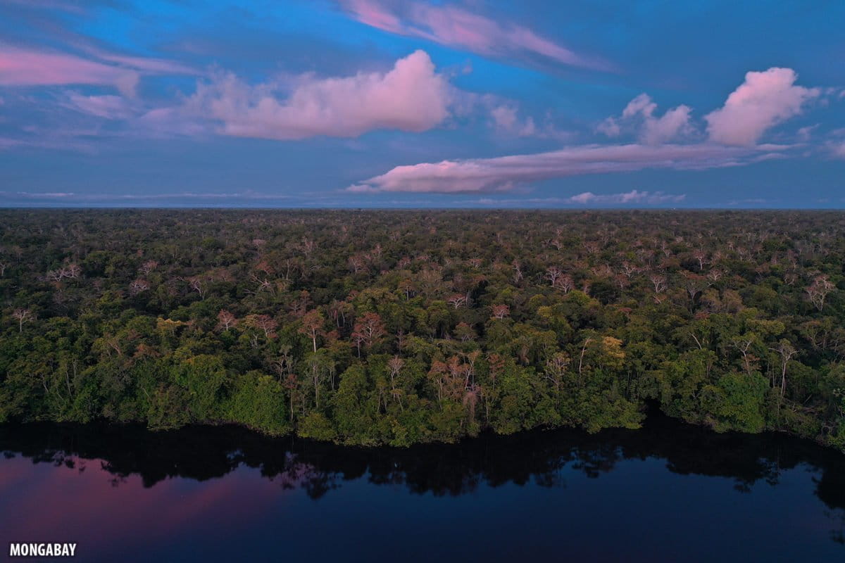 Bird's eye view: Drone photos of the Amazon rainforest (insider)