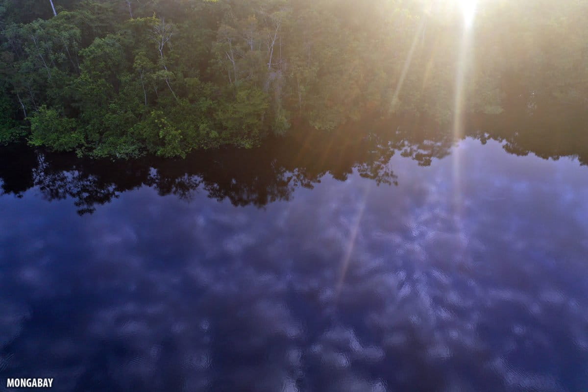 Bird's eye view: Drone photos of the Amazon rainforest (insider)