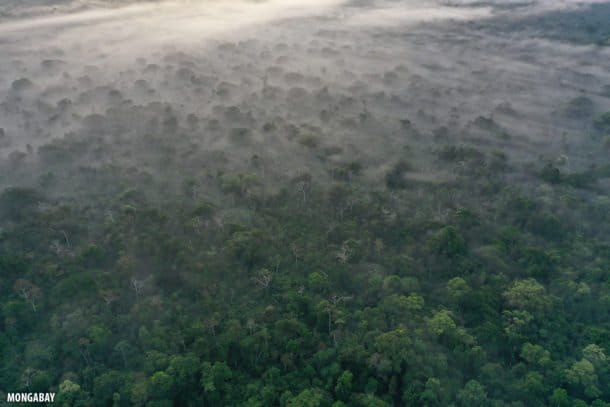 Bird's eye view: Drone photos of the Amazon rainforest (insider)