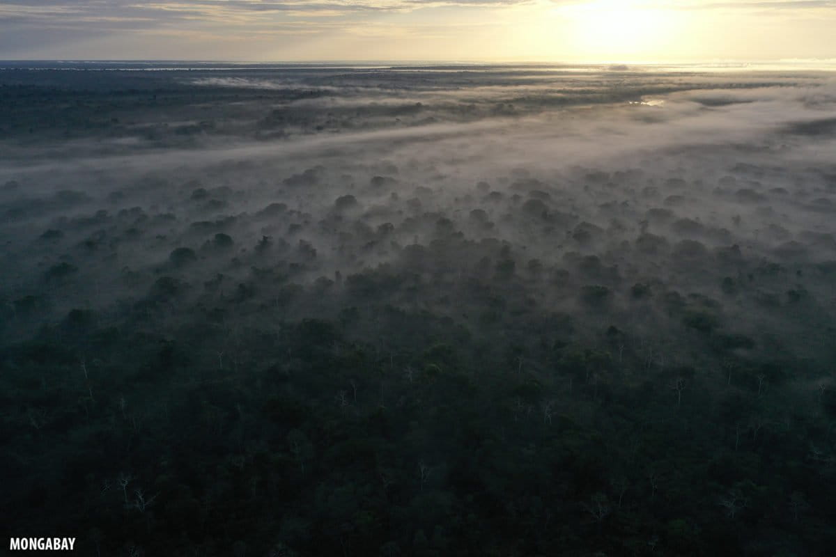 Bird's eye view: Drone photos of the Amazon rainforest (insider)