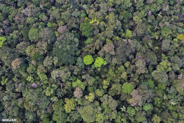 Bird's eye view: Drone photos of the Amazon rainforest (insider)