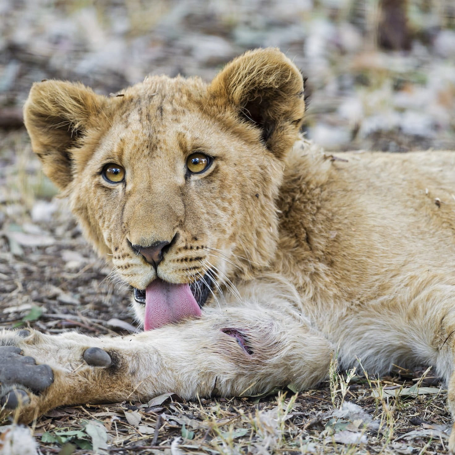 Conservation news on Lions