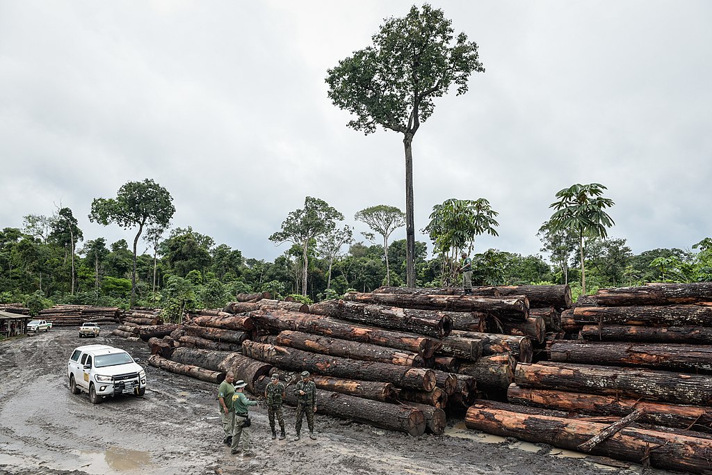 Rapid deforestation of Brazilian Amazon could bring next pandemic: Experts