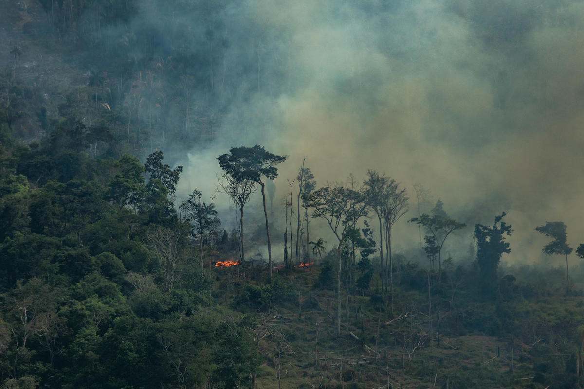 Rapid deforestation of Brazilian Amazon could bring next pandemic: Experts
