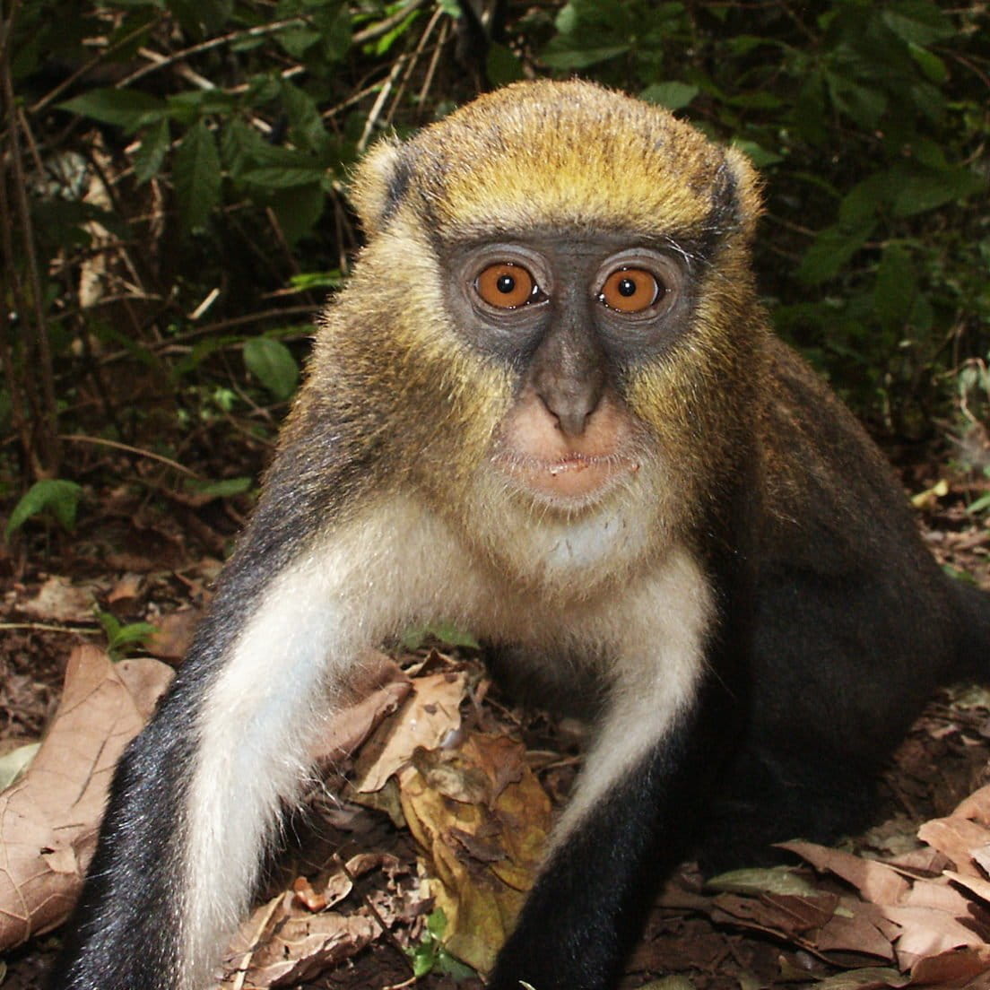 Orji Sunday Archives - Conservation news