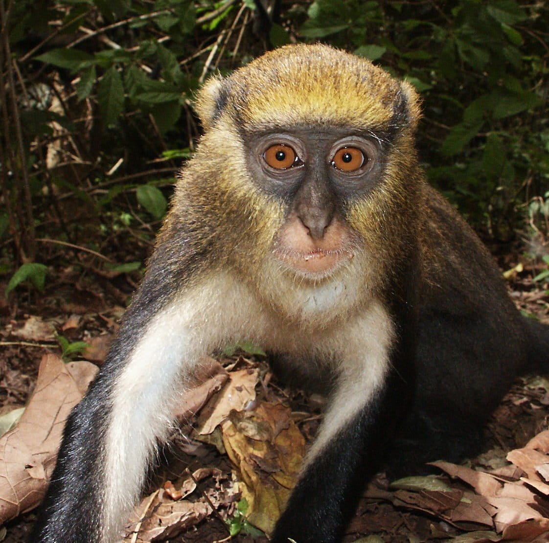 Conservation news on Monkeys