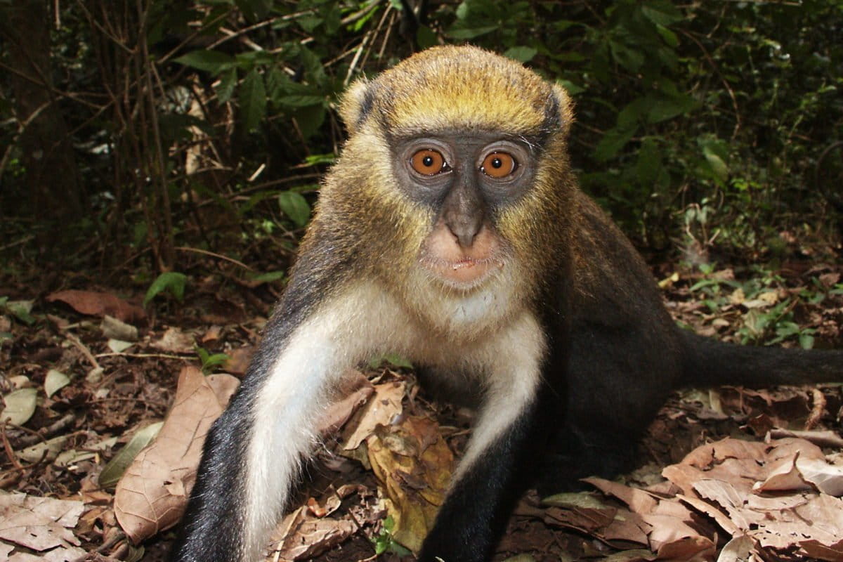Conservation news on Monkeys