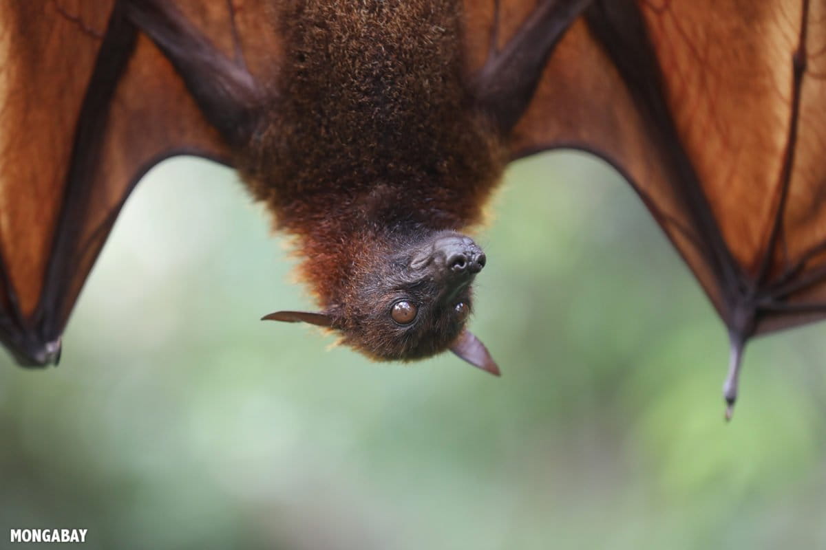 In defense of bats in a COVID world (commentary)