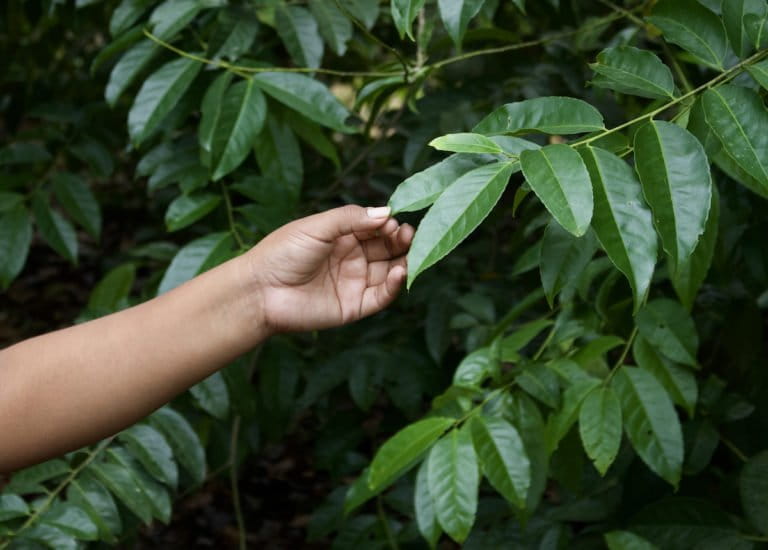 Ecuador’s Kichwa implement innovative approach to rainforest conservation