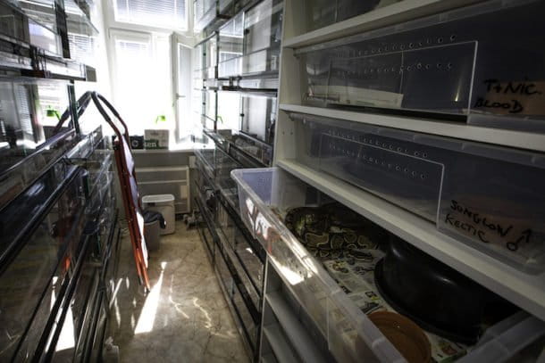 Prized as pets, are ball pythons being traded out of wild existence?