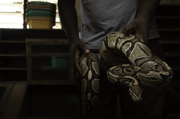 Prized as pets, are ball pythons being traded out of wild existence?
