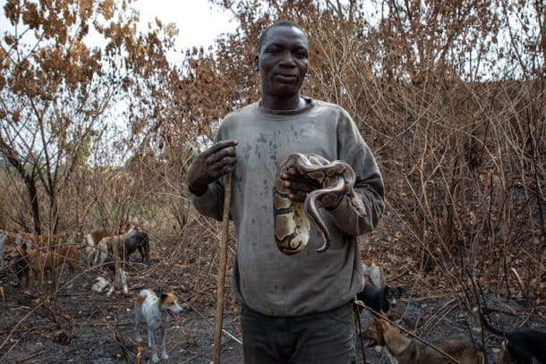 Prized as pets, are ball pythons being traded out of wild existence?