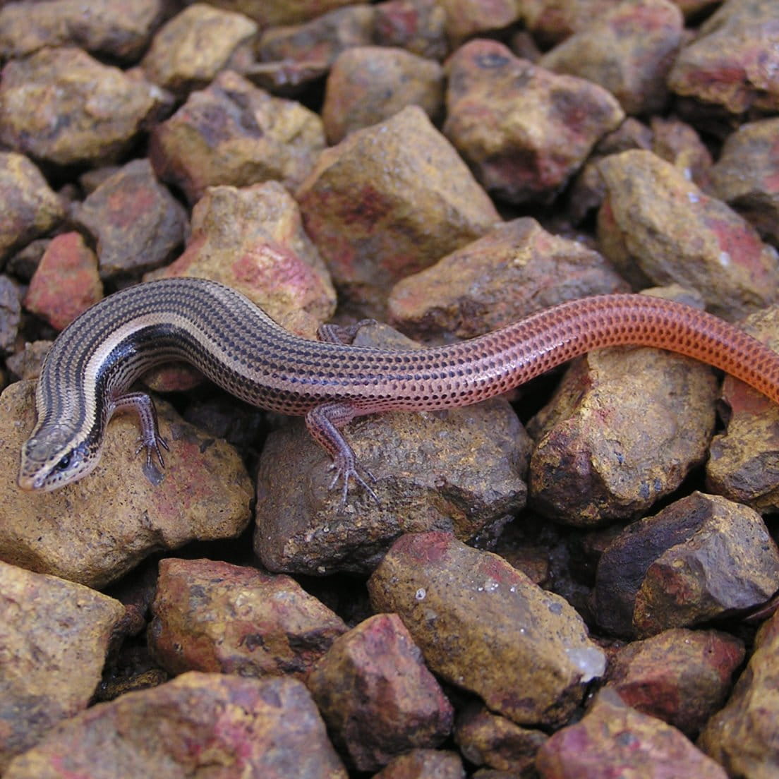 June 2020 - Page 4 of 5 - Conservation news