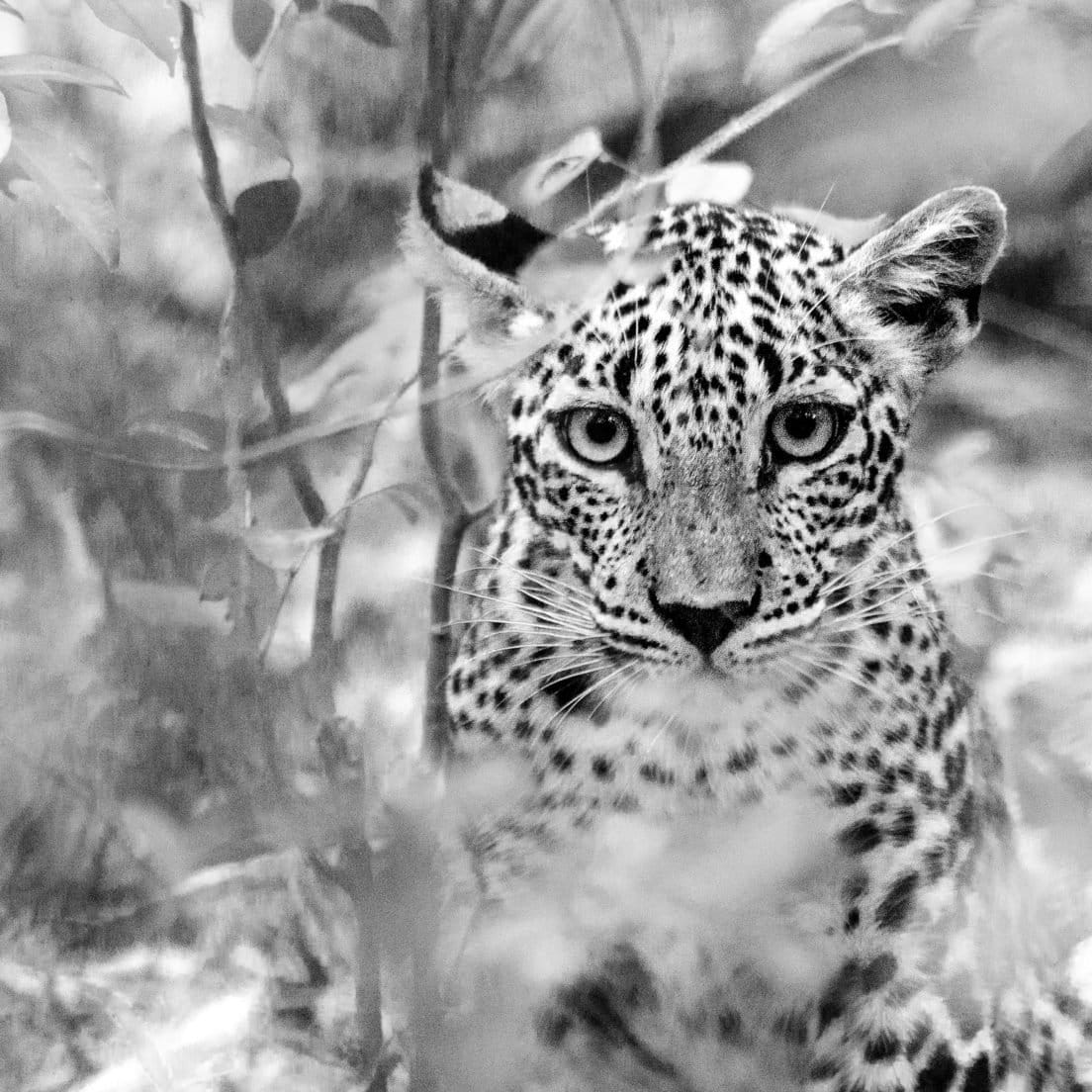 Conservation news on Leopards