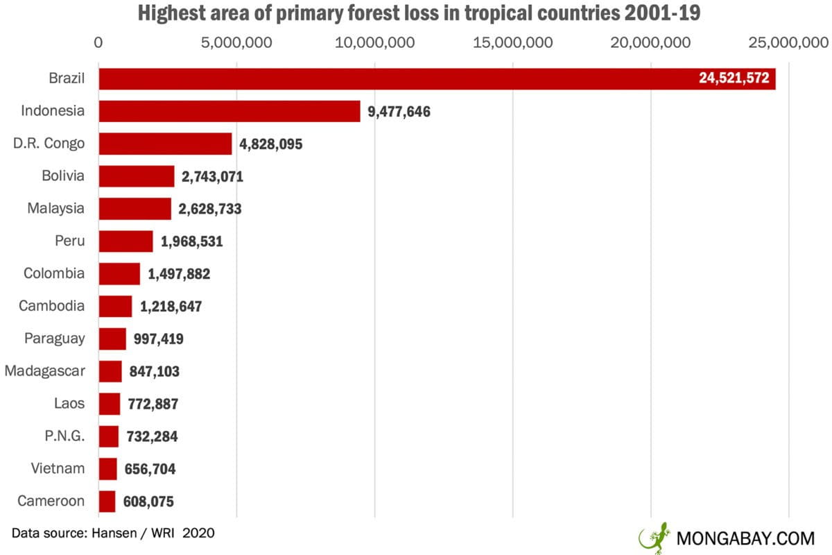 How much rainforest is being destroyed?