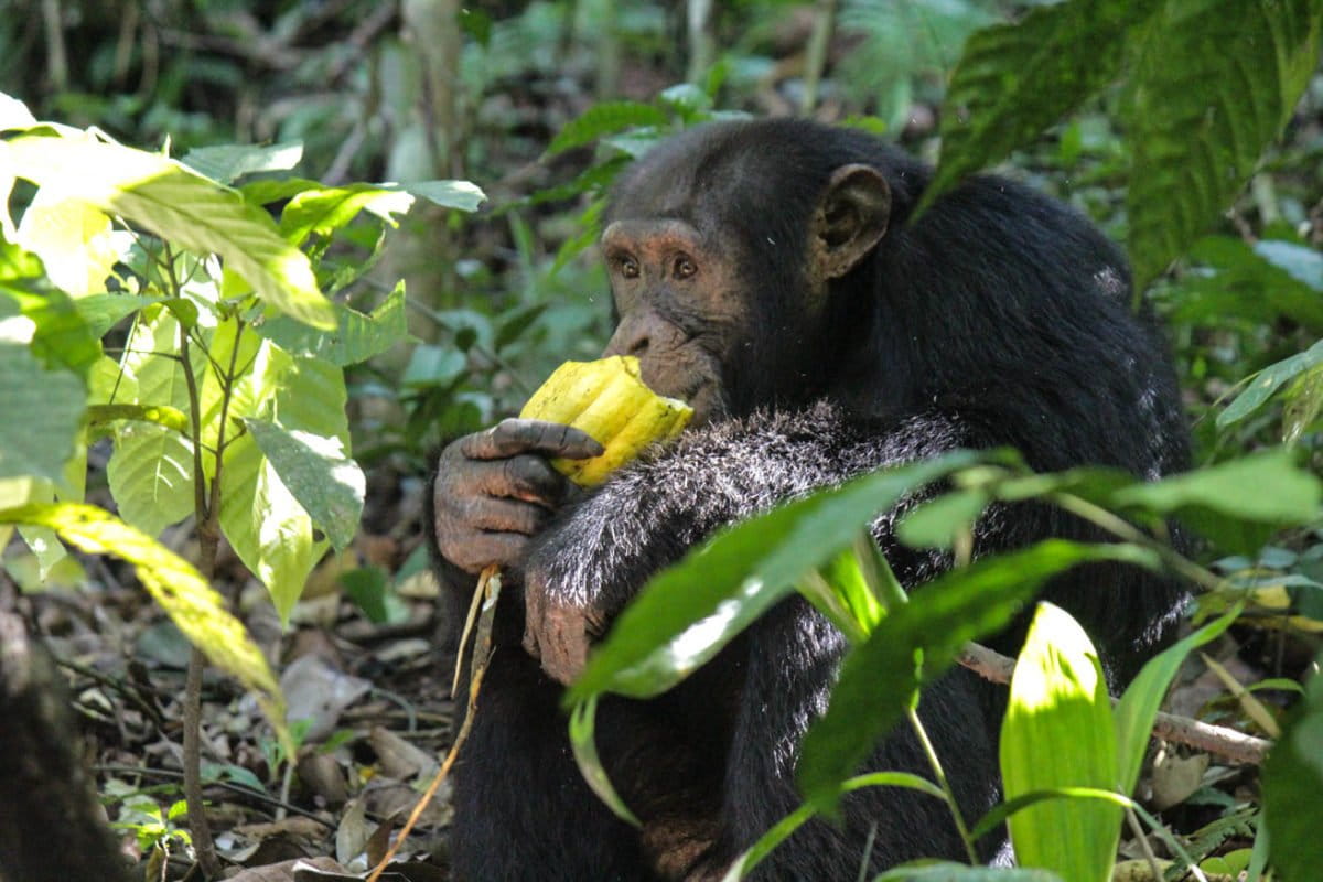 Chimps prefer human crops, scientists find — and it’s better for them