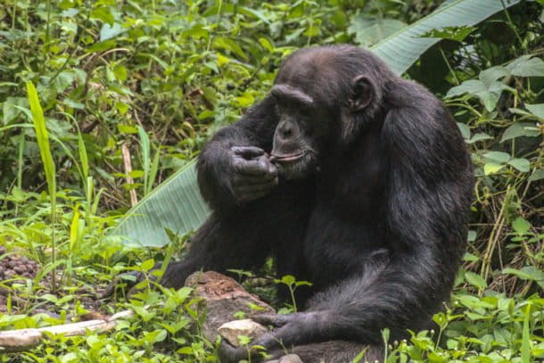 Chimps prefer human crops, scientists find — and it’s better for them