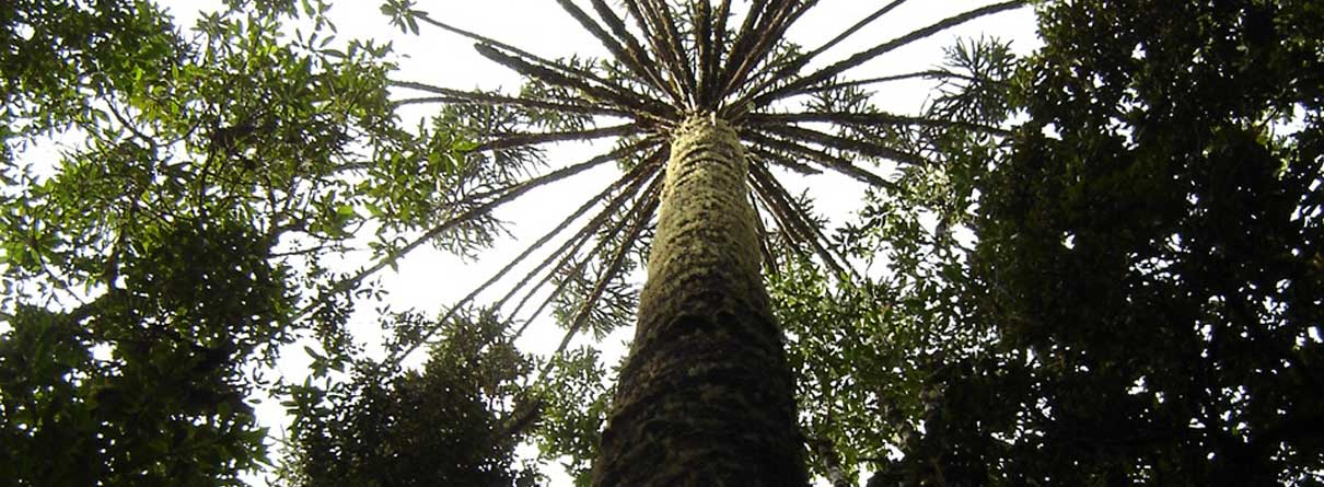 Patriarch Tree Brazil