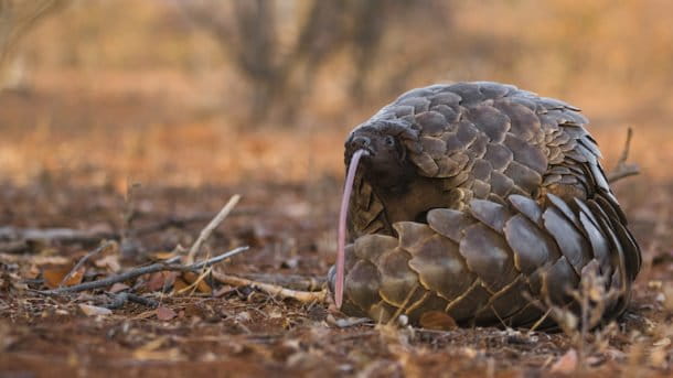 ‘It’s a success’: Pangolins return to a region where they were once extinct