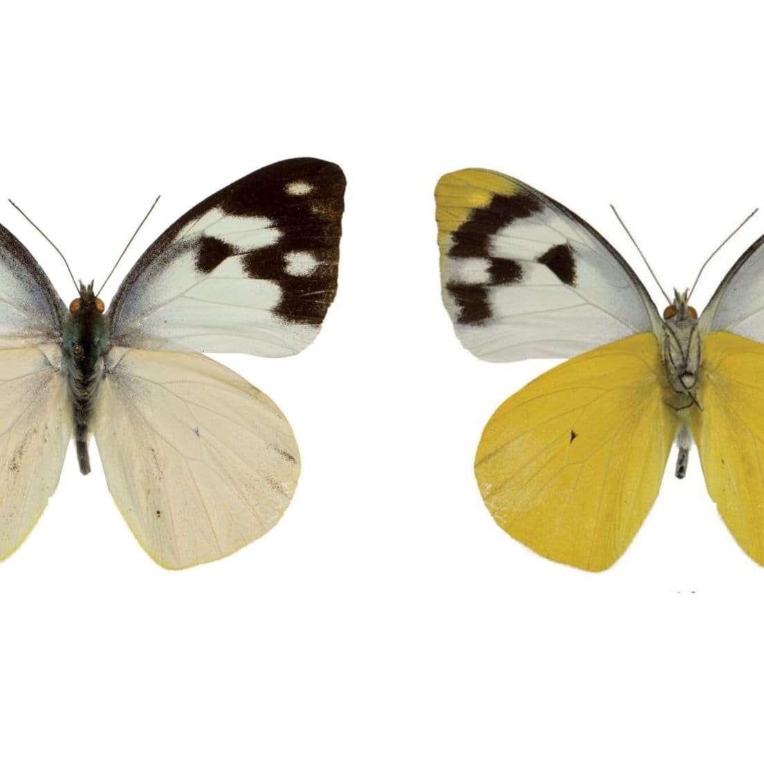 June 2020 - Conservation news