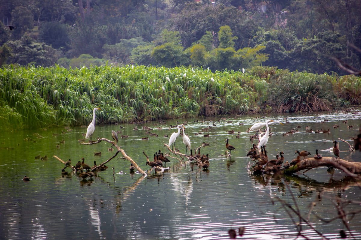 In Madagascar’s capital, pollution threatens an oasis for birds