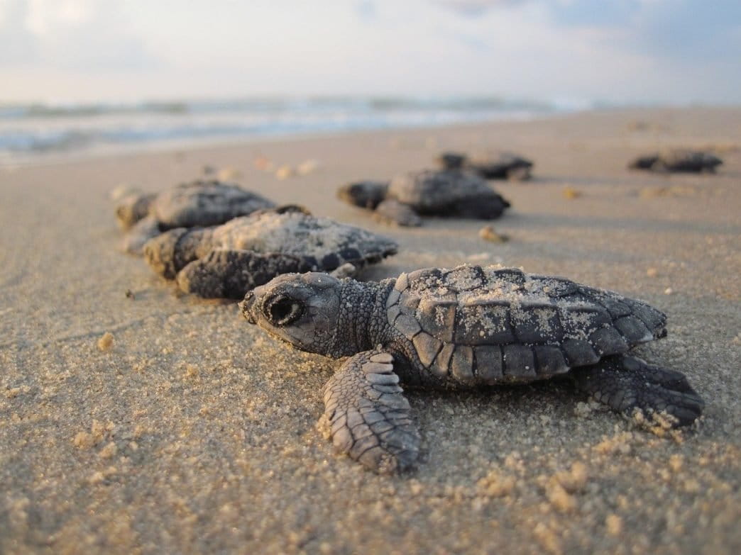 Turtles and tortoises in trouble: More than half of all species face ...