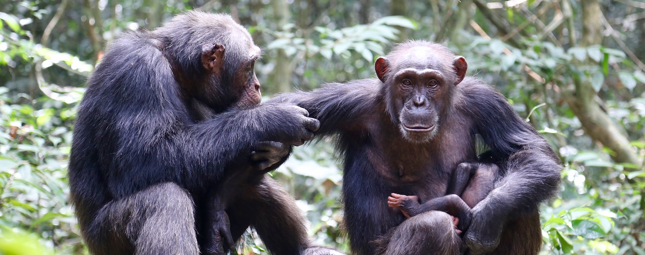 Chimpanzee Population Size