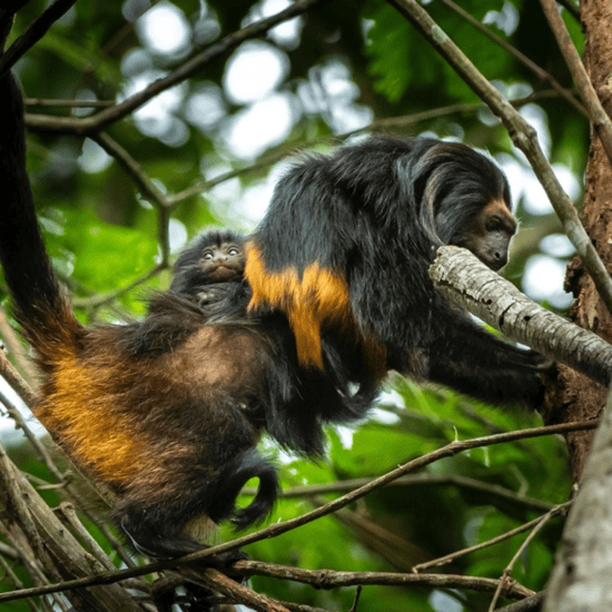 Conservation news on Forgotten Species