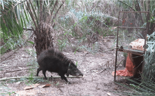 Keystone mammal plunges 87% in Mesoamerica