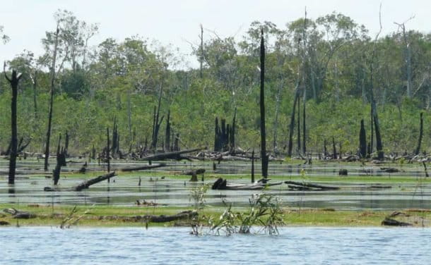 Scientists measure Amazon drought and deforestation feedback loop: Study