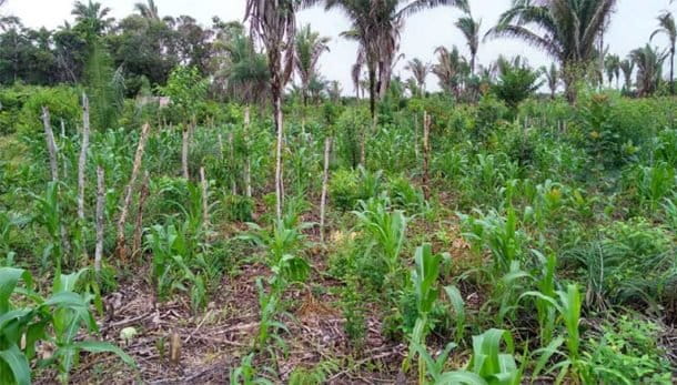 Forest restoration, not just halting deforestation, vital to Amazon