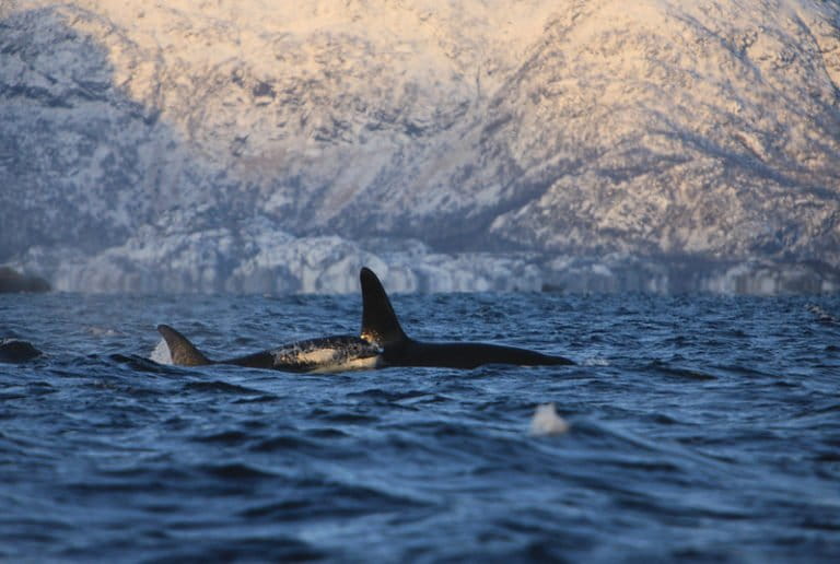 Narwhals beware: Killer whales are on the rise in the Arctic