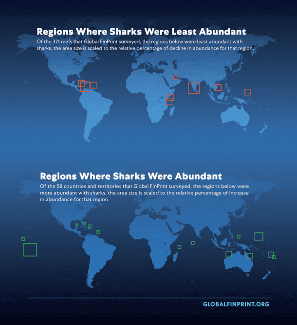 Sharks are 'functionally extinct' in many global reef systems, study finds