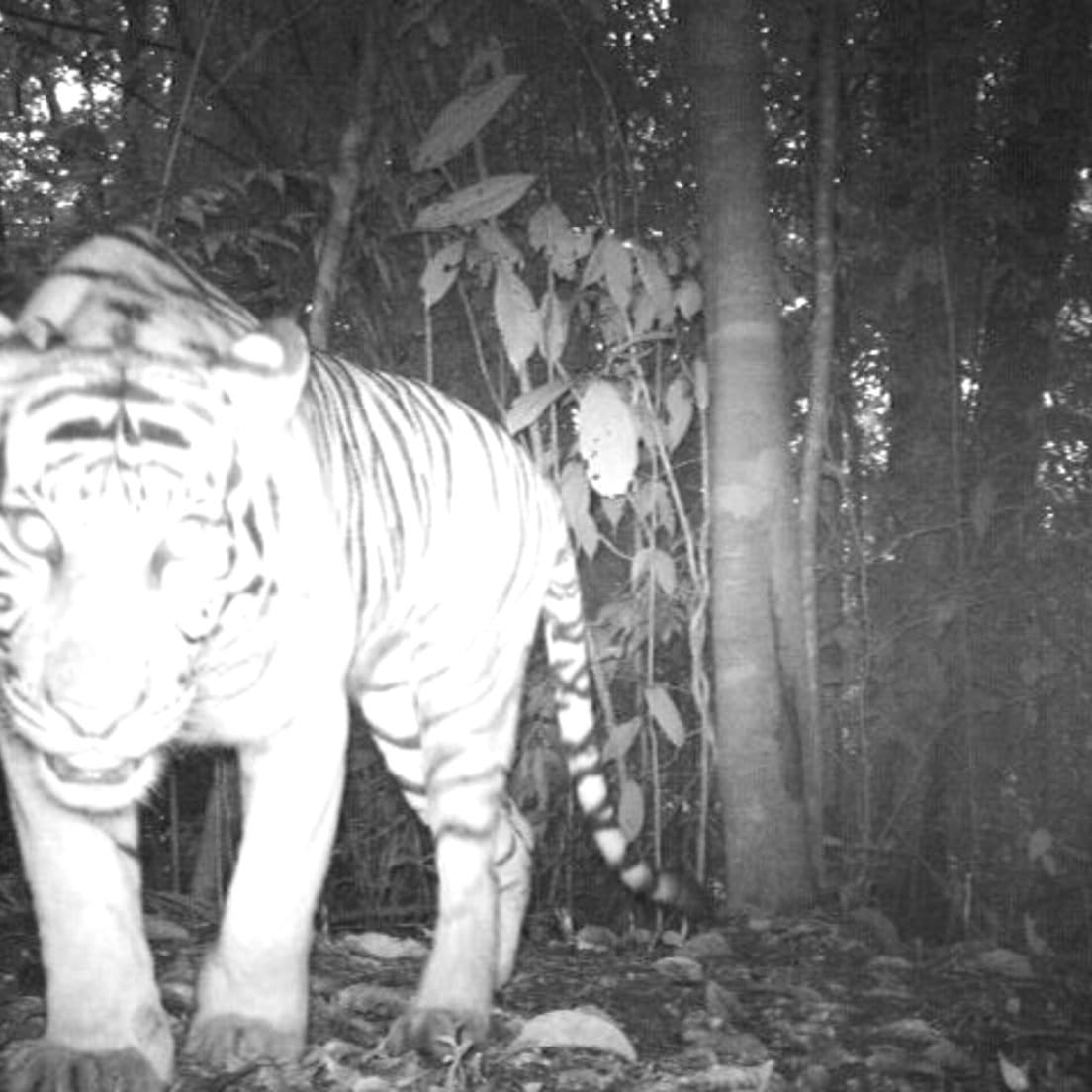 Series: Candid Animal Cam