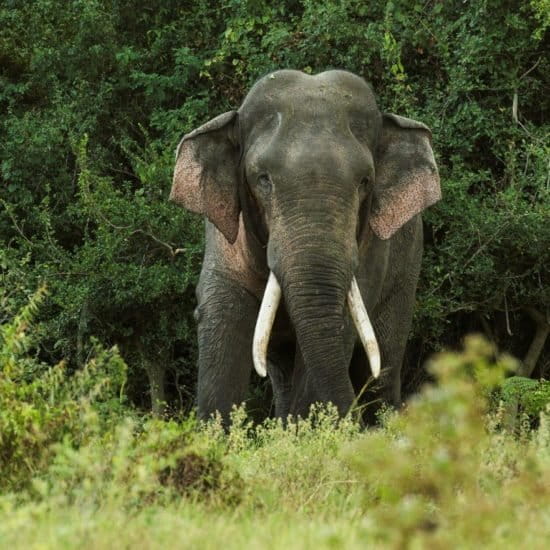 Conservation news on Ivory