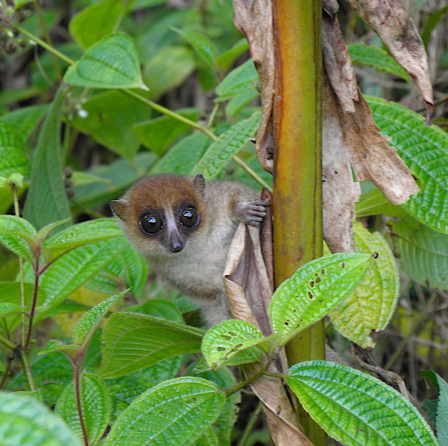 Conservation news on Lemurs