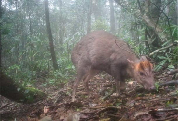 The Large-antlered muntjac — Southeast Asia’s mystery deer (Commentary)