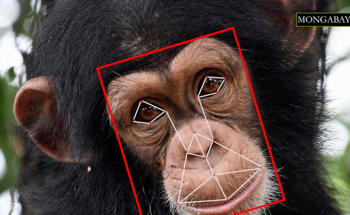 Facial recognition tech for chimps looks to bust online ape trafficking