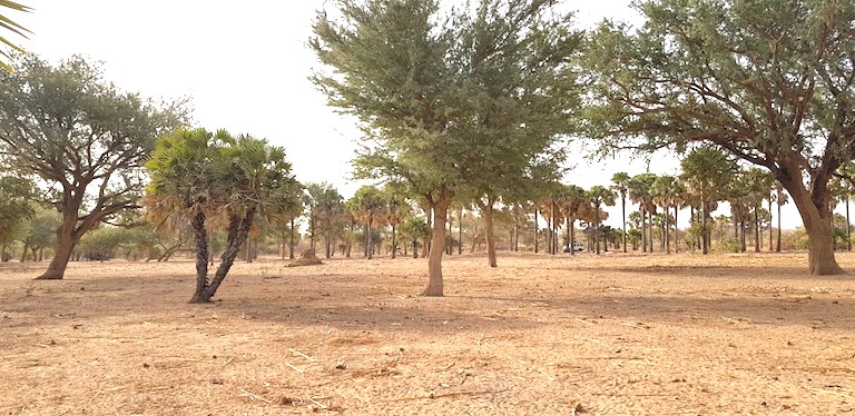 Though forests burn, trees retake farmland globally as agroforestry ...