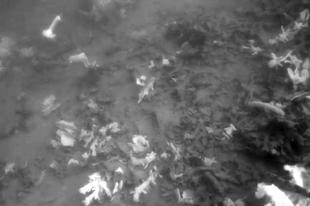 They outlived dinosaurs, but can glass sponge reefs survive man-made ...